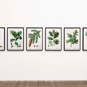 Tree Poster Set of 6 Tree Prints, Tree Print, Tree Identification ...