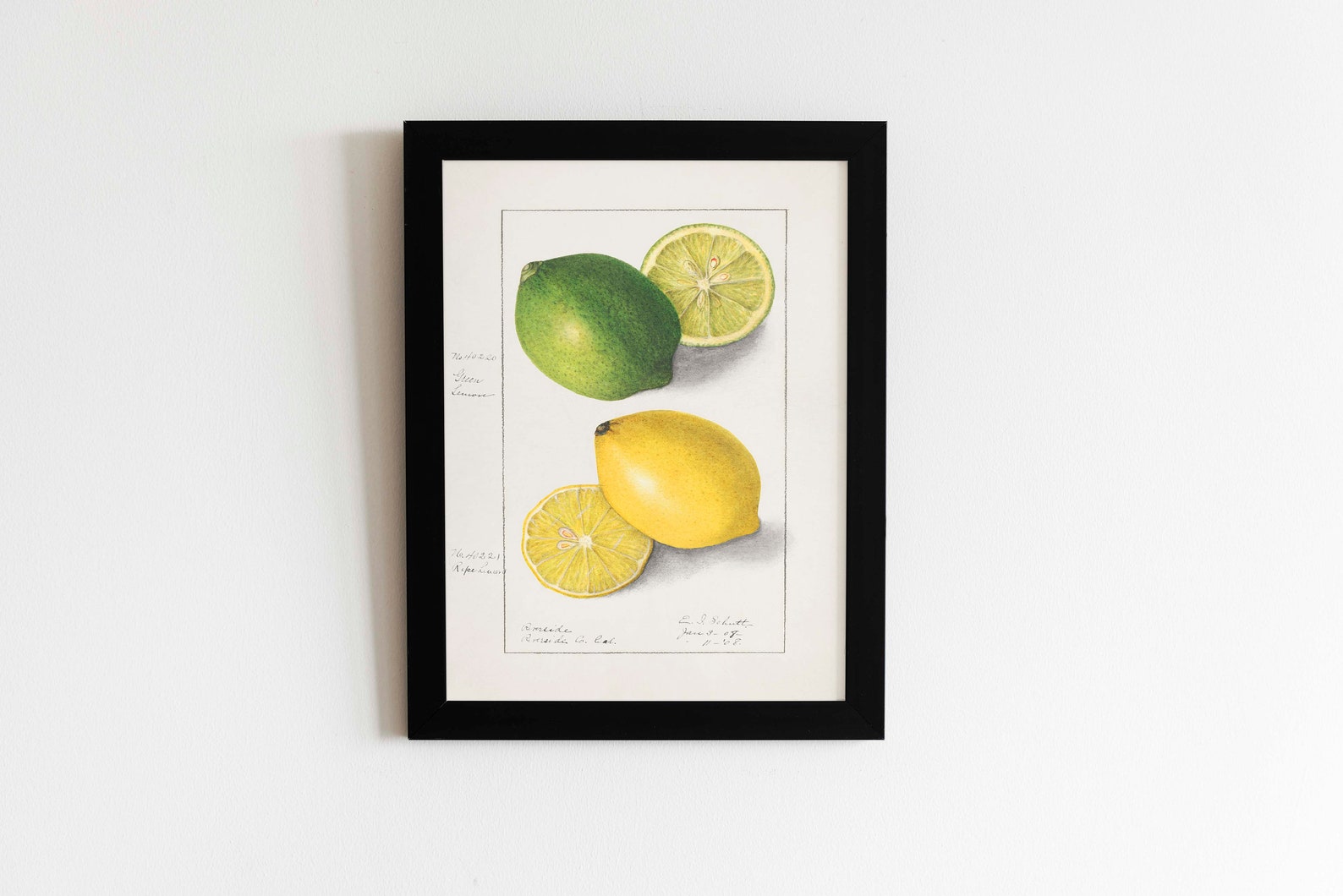 Lemon Poster Lemon Wall Art Lemon Art Kitchen Poster | Etsy
