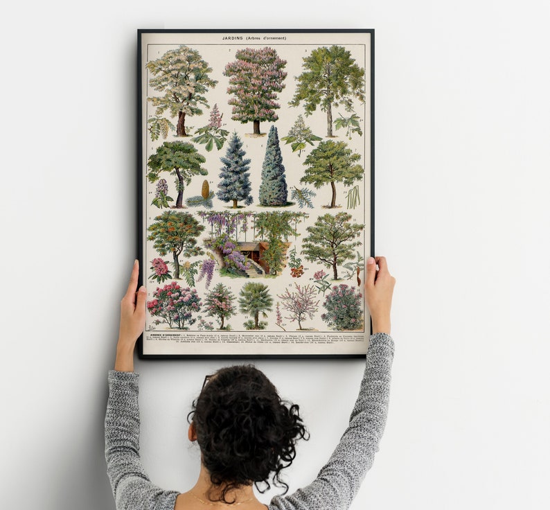 Forest Wall Art, Wall Tree Poster, Tree Set of 3 Prints, Tree Species ...