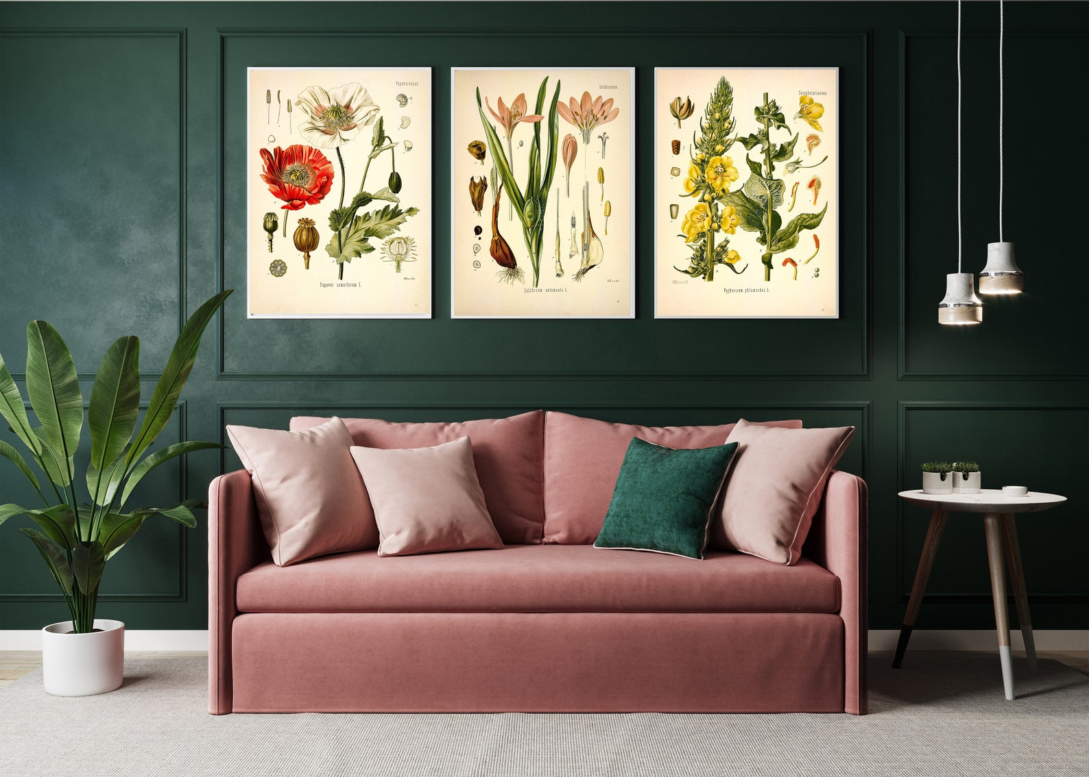 Vintage Botanical Print Set Opium Poppy Plant Print Flower - Etsy