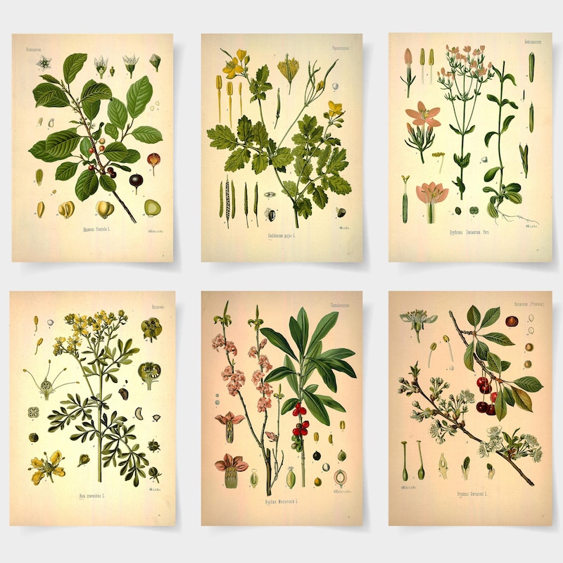 Botanical Poster - Etsy