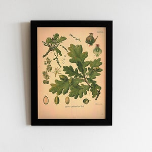 Botanical Poster Set of 6 Flowers, Botanical Prints Wildflower, Floral ...