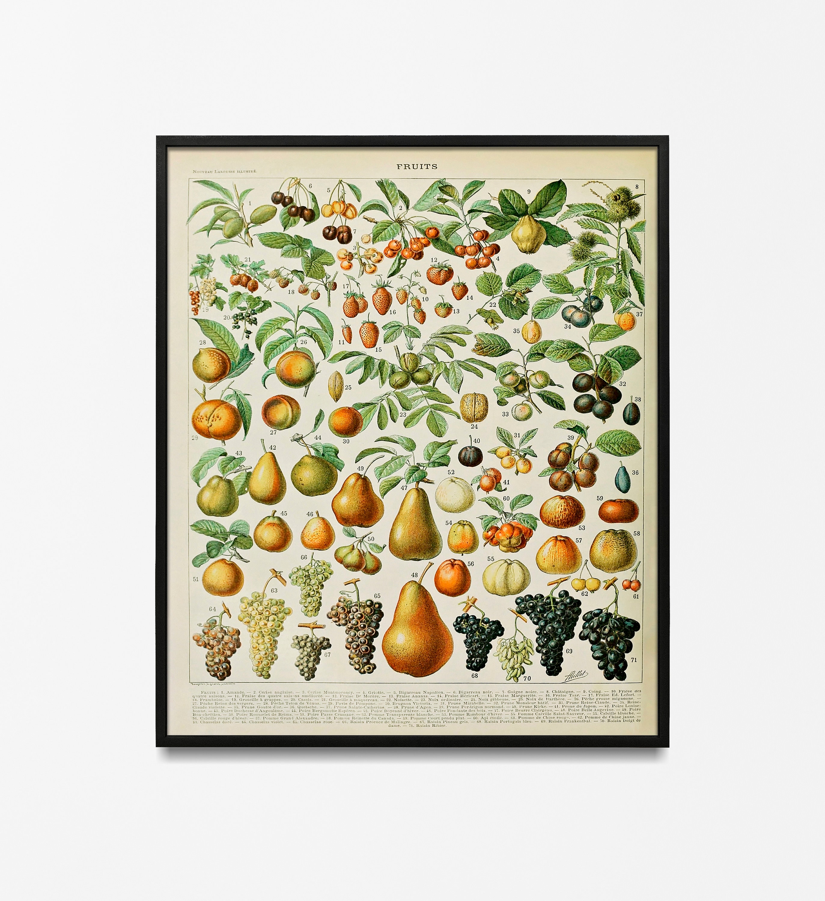 Prints Art & Collectibles Giclée Botanical art Vintage Wall Decoration ...