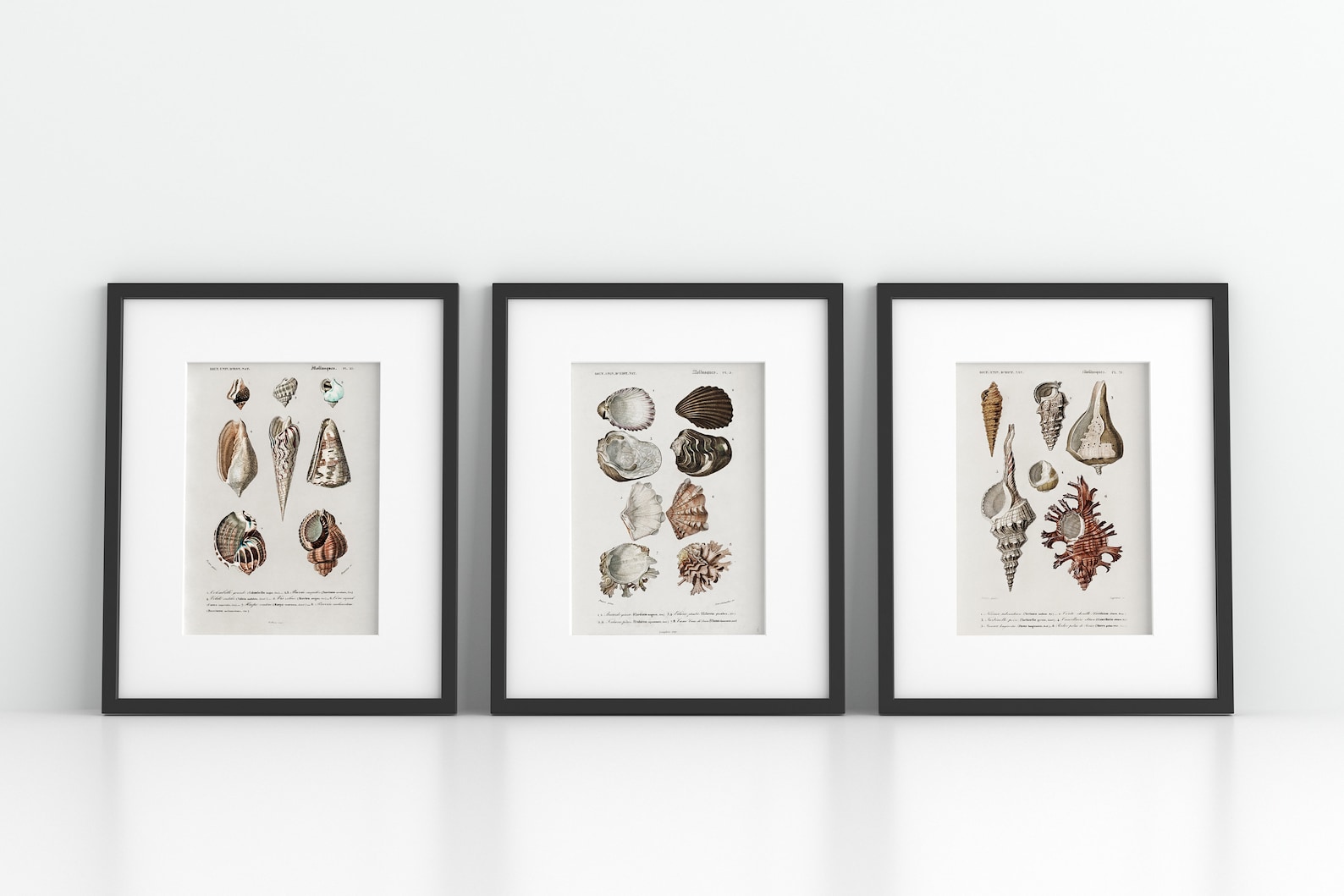 Set of 3 Seashell Art Prints Seashell Paintings Nautical | Etsy