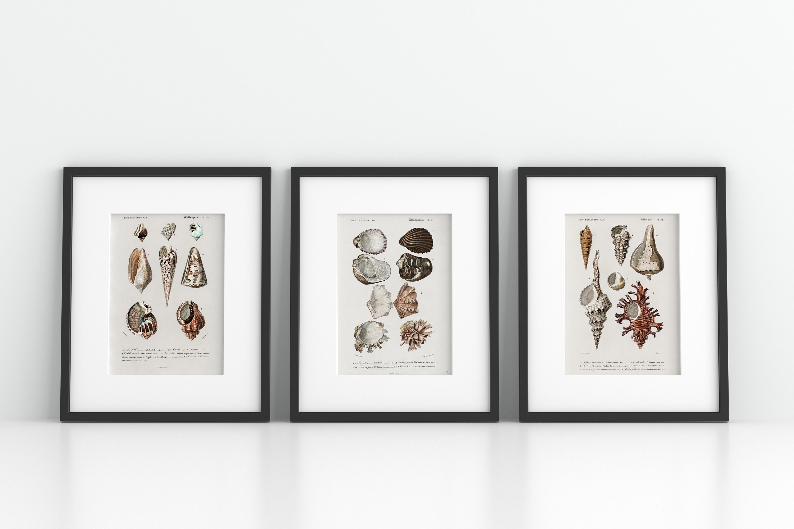 Set of 3 Seashell Art Prints Seashell Paintings Nautical | Etsy