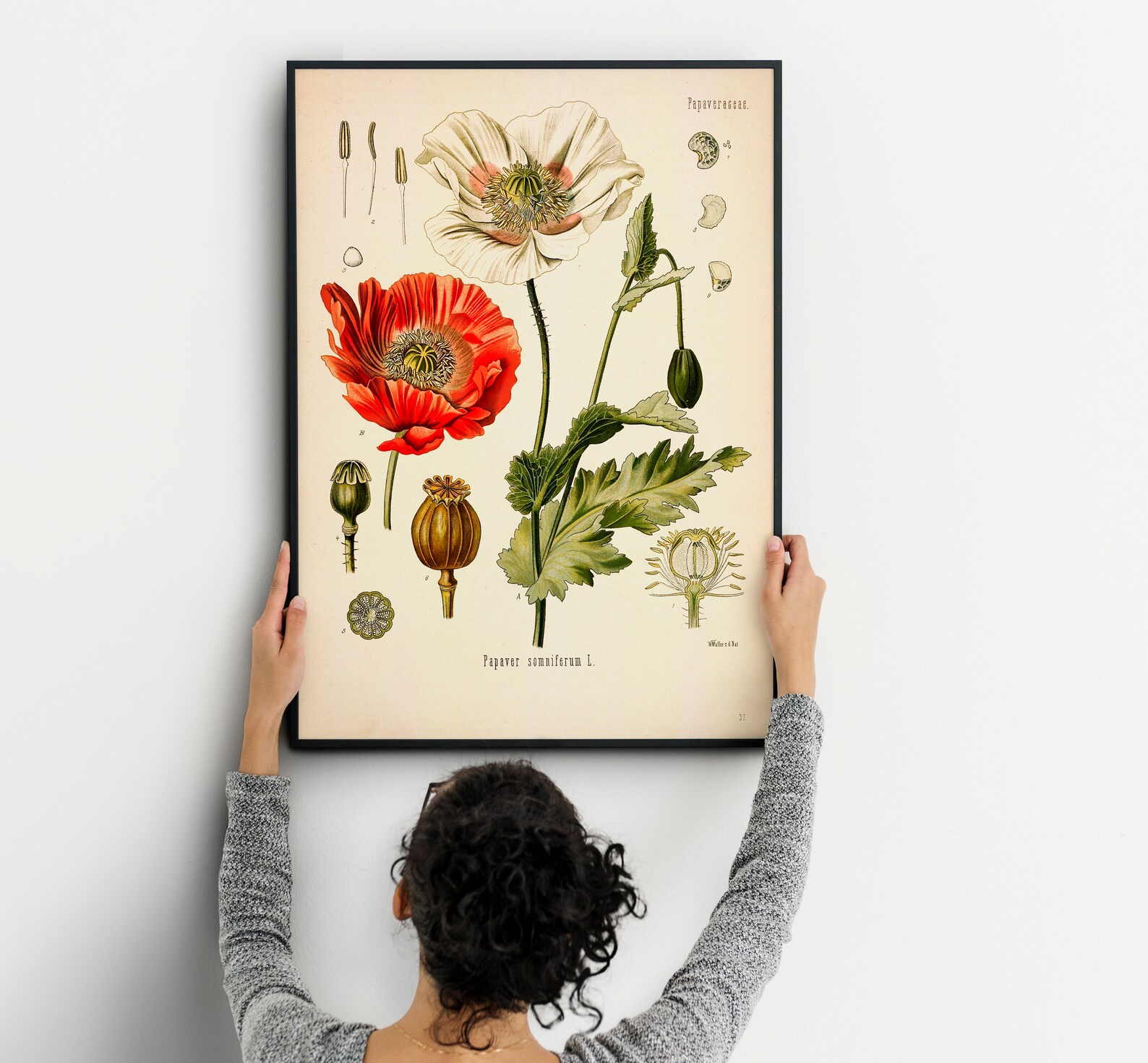 Vintage Botanical Print Set Opium Poppy Plant Print Flower - Etsy