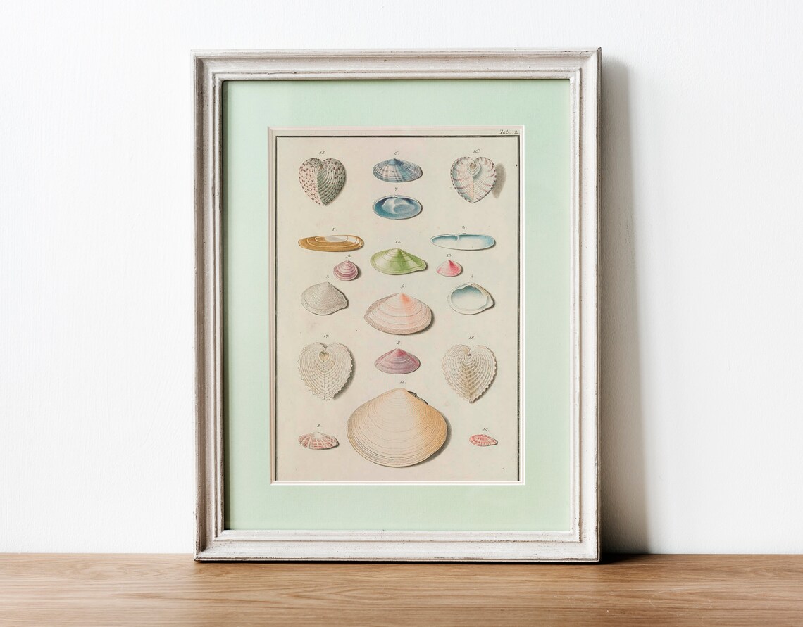 Set of 3 Seashell Art Prints Seashell Paintings Nautical - Etsy