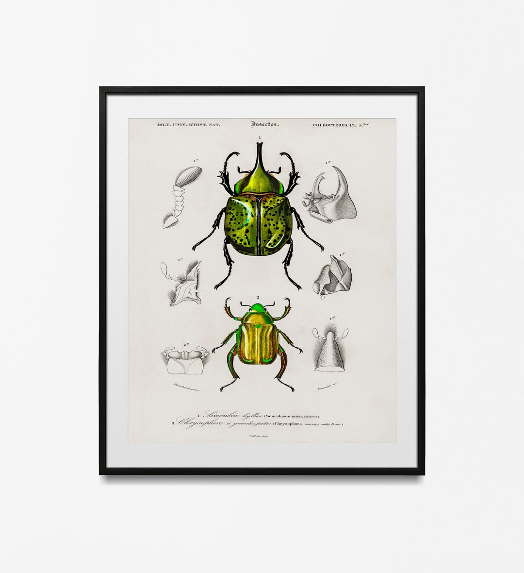 Insect Poster Art, Biology Diagram Print, Adolphe Millot Vintage ...