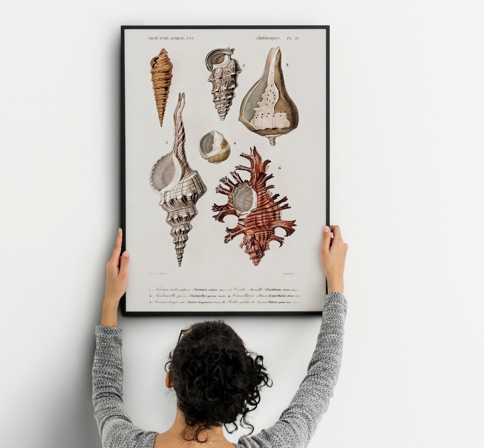 Set of 3 Seashell Art Prints Seashell Paintings Nautical - Etsy