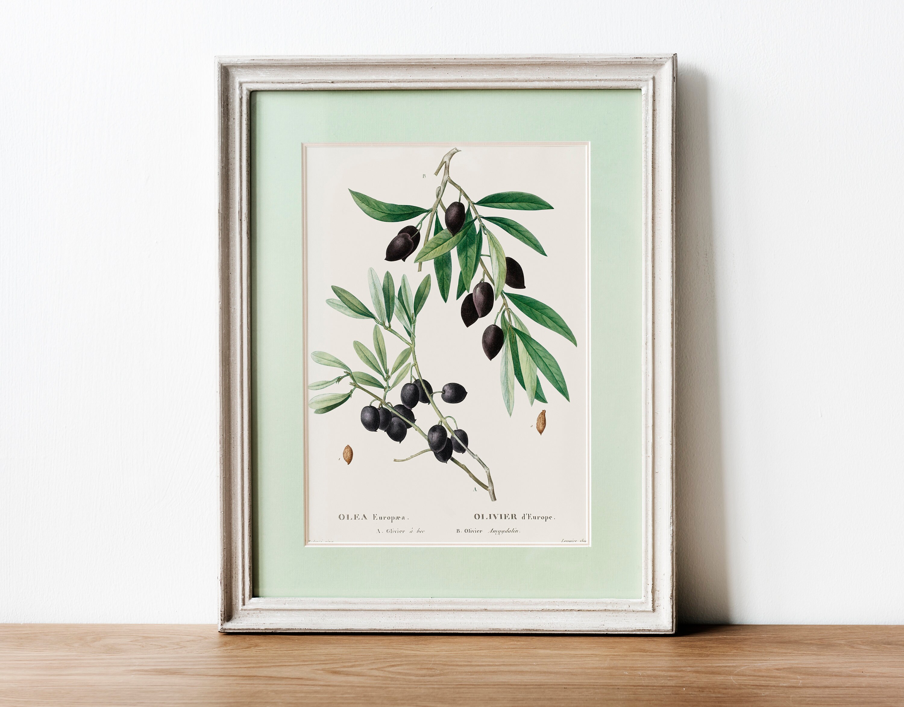 Olive Garden Prints Olive Wall Art Print Garden Botanical | Etsy