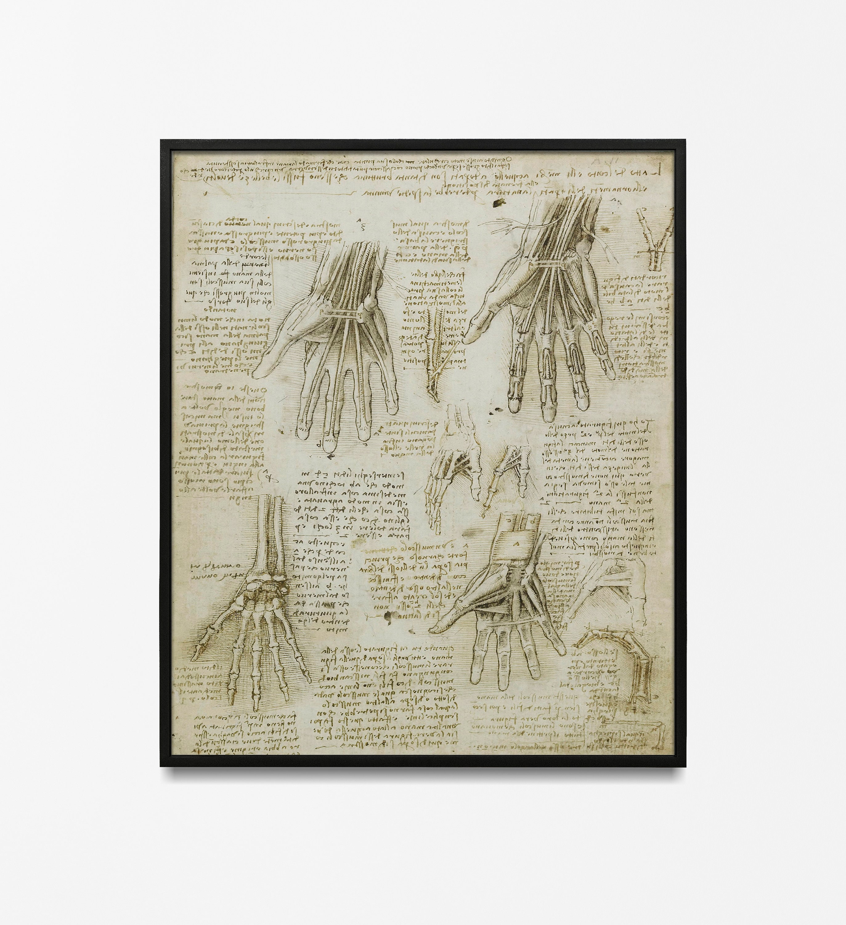 Leonardo Da Vinci Anatomy Illustration Poster Hand Vintage - Etsy Australia
