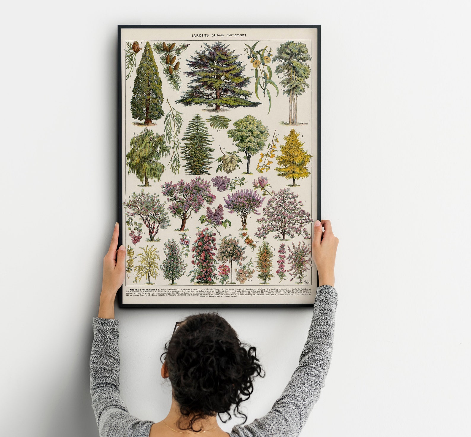 Forest Wall Art, Wall Tree Poster, Tree Set of 3 Prints, Tree Species ...