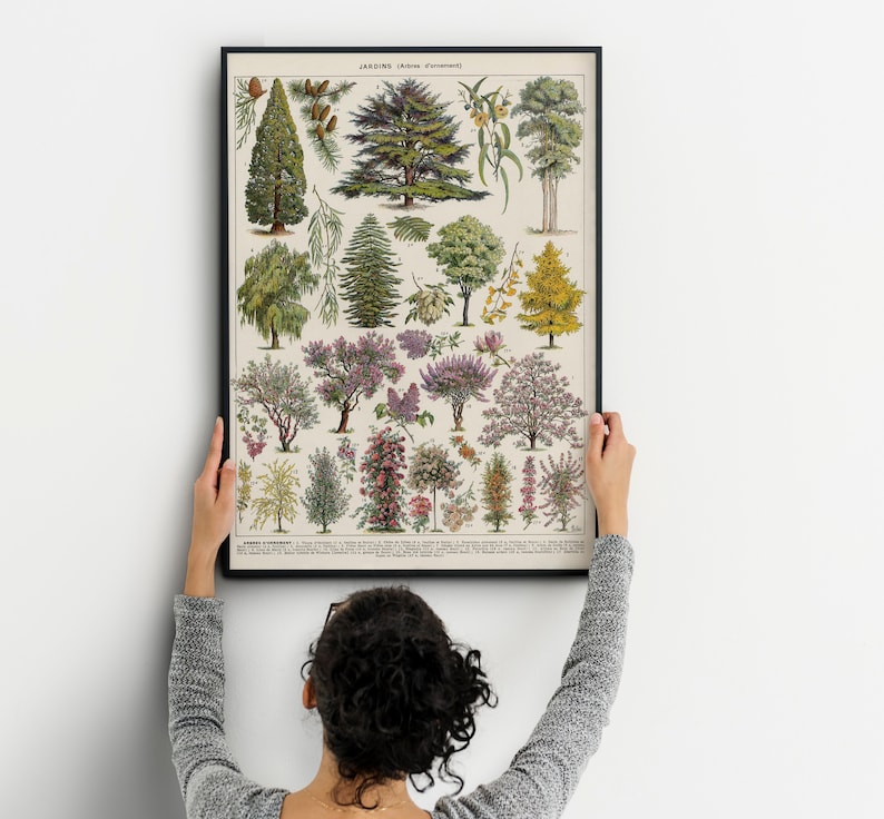 Forest Wall Art, Wall Tree Poster, Tree Set of 3 Prints, Tree Species ...