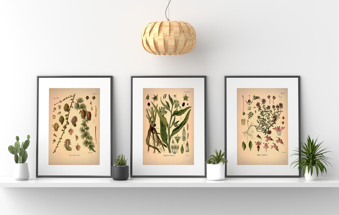Botanical Poster Set of 6 Flowers Botanical Prints - Etsy