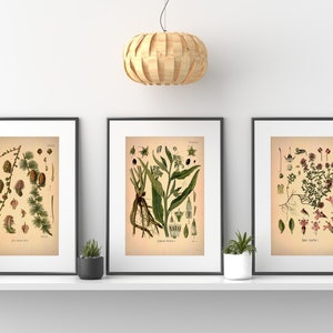 Botanical Poster Set of 6 Flowers, Botanical Prints Wildflower, Floral ...