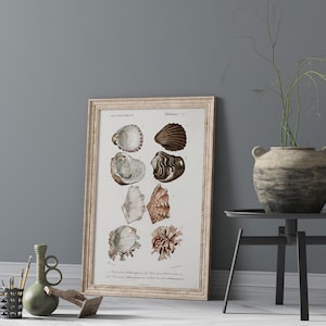 Seashell Art Prints, Seashell Prints, Shell Poster, Seashell Paintings ...