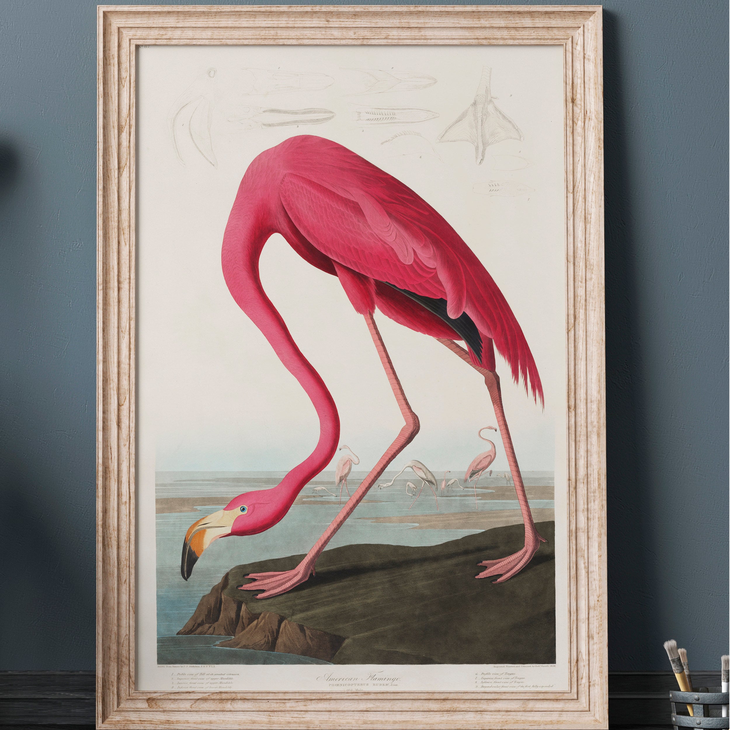 Flamingo Print by John James Audubon Flamingo Illustration | Etsy