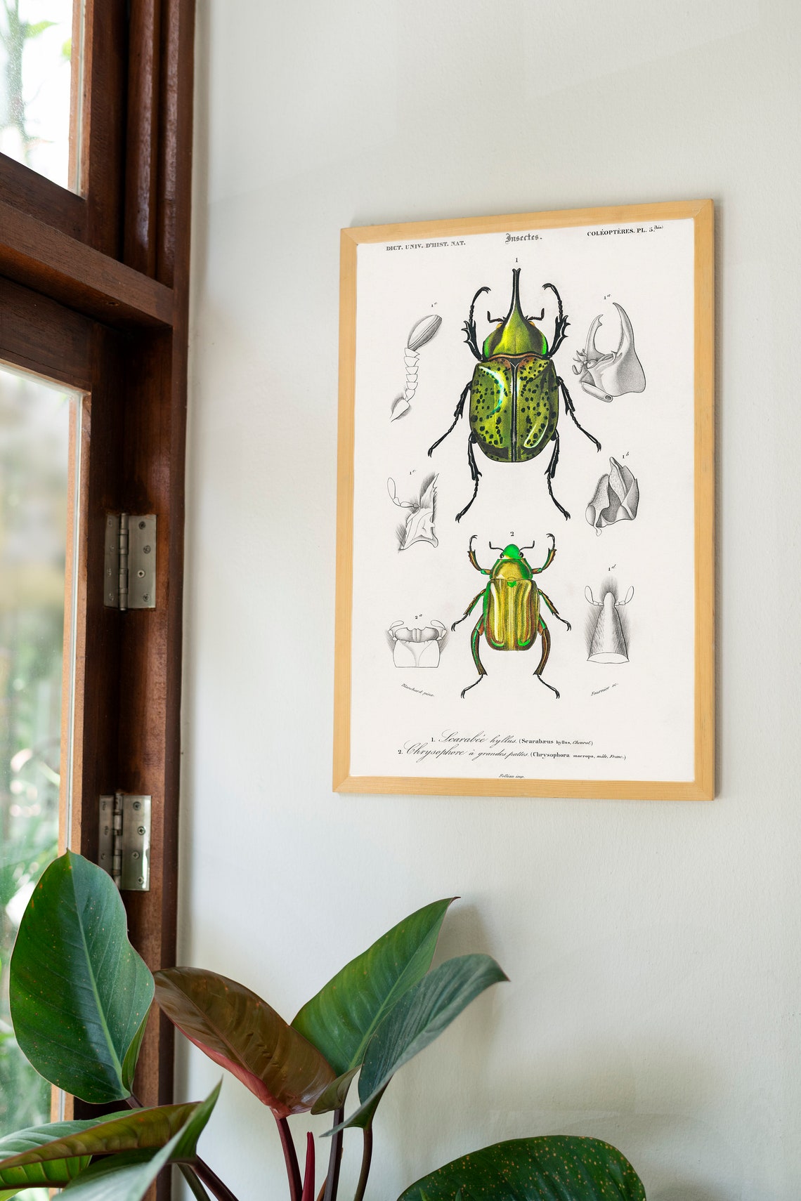 Insect Poster Art Biology Diagram Print Adolphe Millot - Etsy