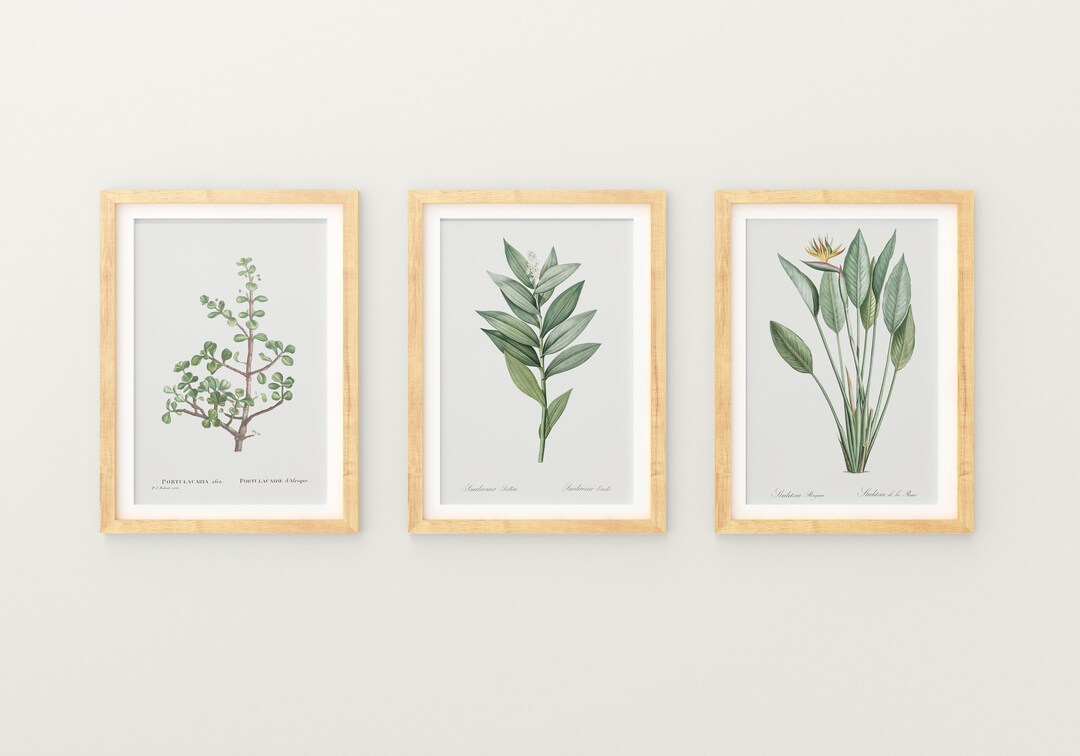 Botanical Poster Set of 3 Flowers, Botanical Prints Wildflower, Floral ...