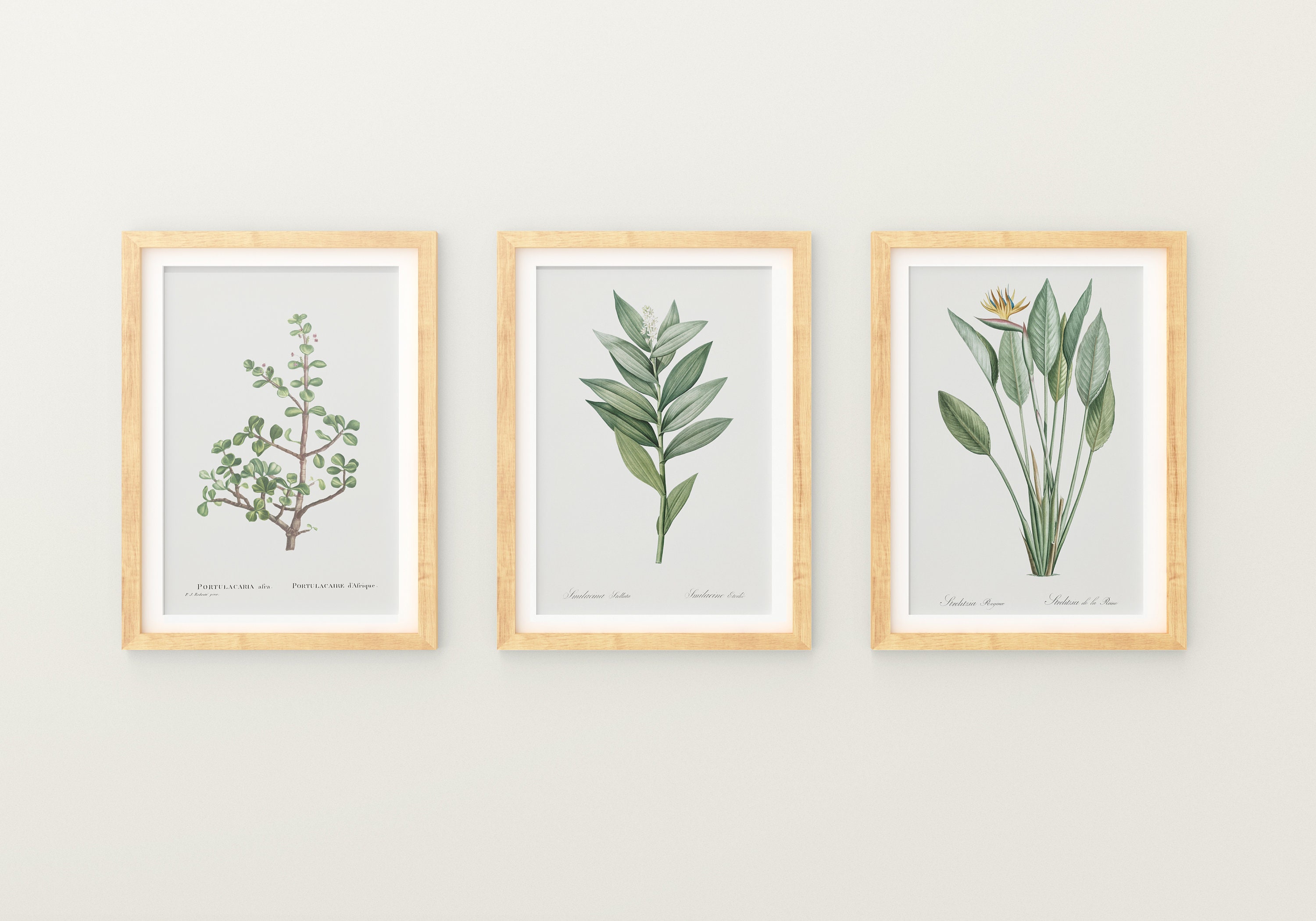 Botanical poster set of 3 flowers Botanical Prints - Etsy Polska