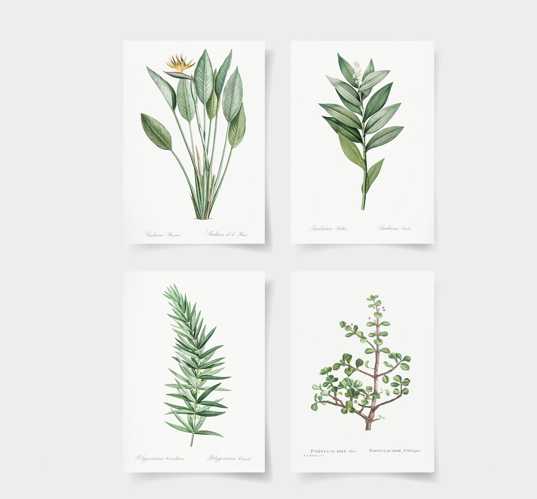 Botanical Wall Art Set of 4 Flowers, Plant Wall Art, Botanical Prints ...