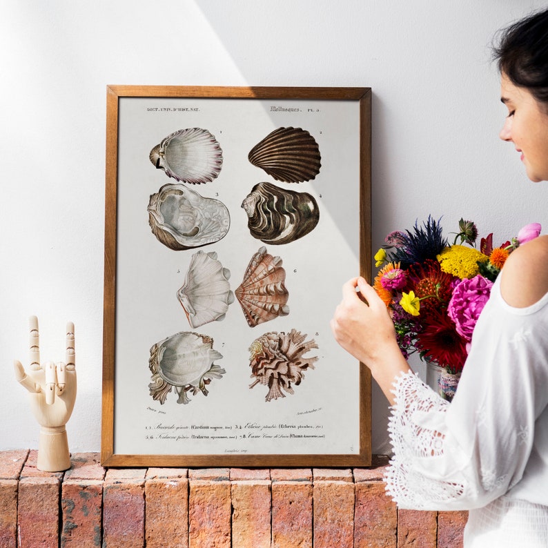 Seashell Art Prints Seashell Prints Shell Poster Seashell - Etsy