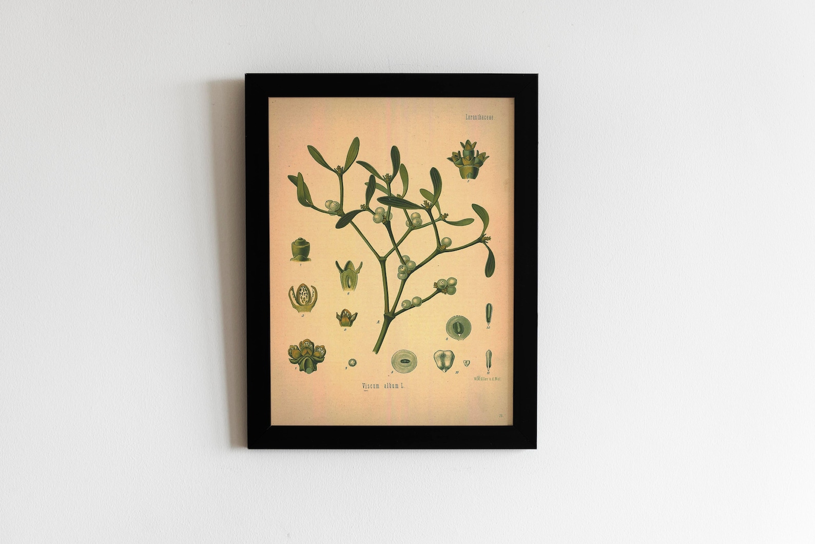 Botanical Poster Set of 6 Flowers Botanical Prints - Etsy