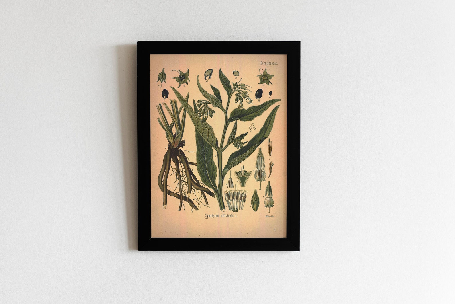 Botanical Poster Set of 6 Flowers Botanical Prints - Etsy