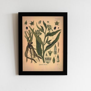Botanical Poster Set of 6 Flowers, Botanical Prints Wildflower, Floral ...