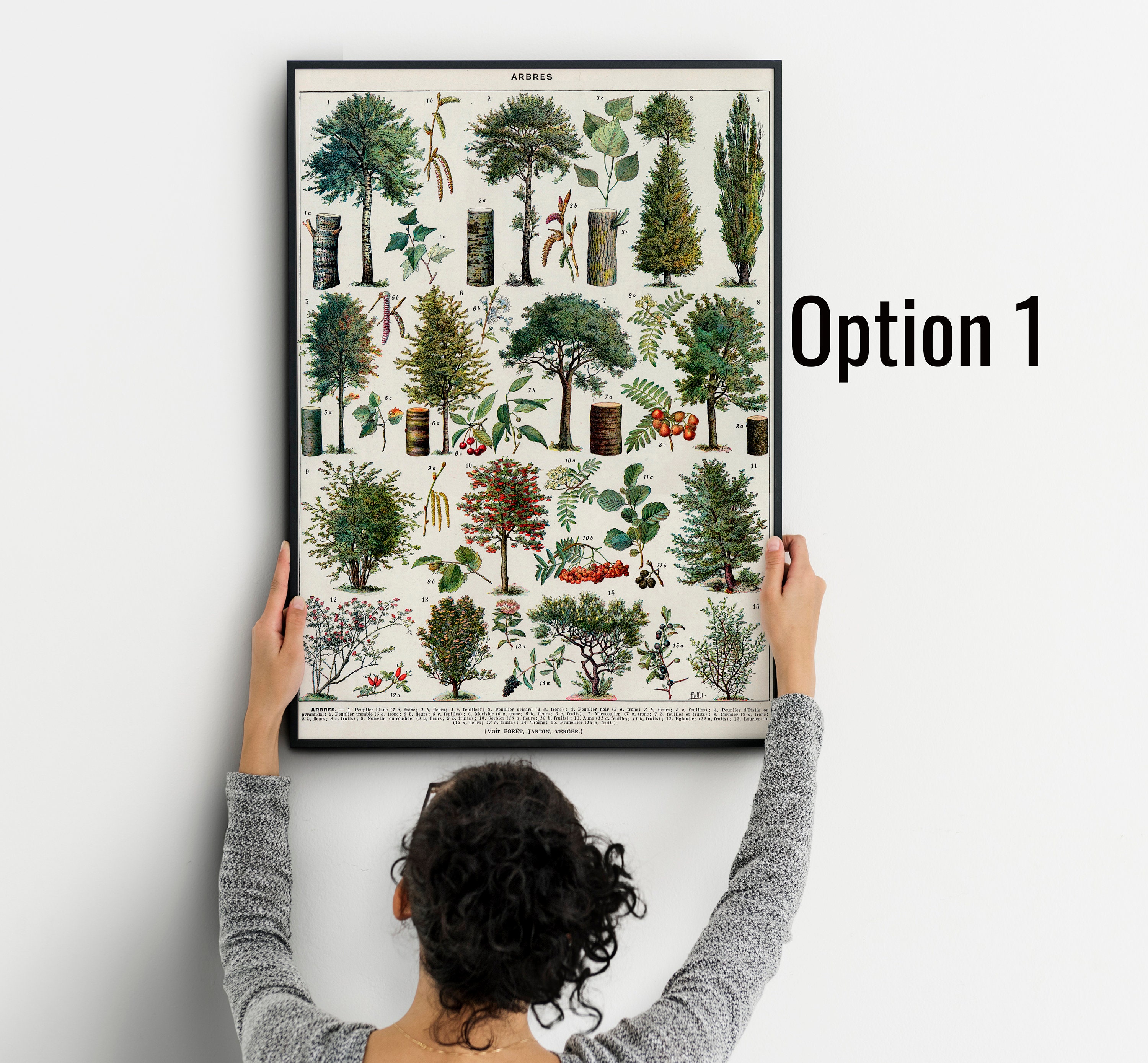 Forest Wall Art Wall Tree Poster Tree Prints Tree Species - Etsy
