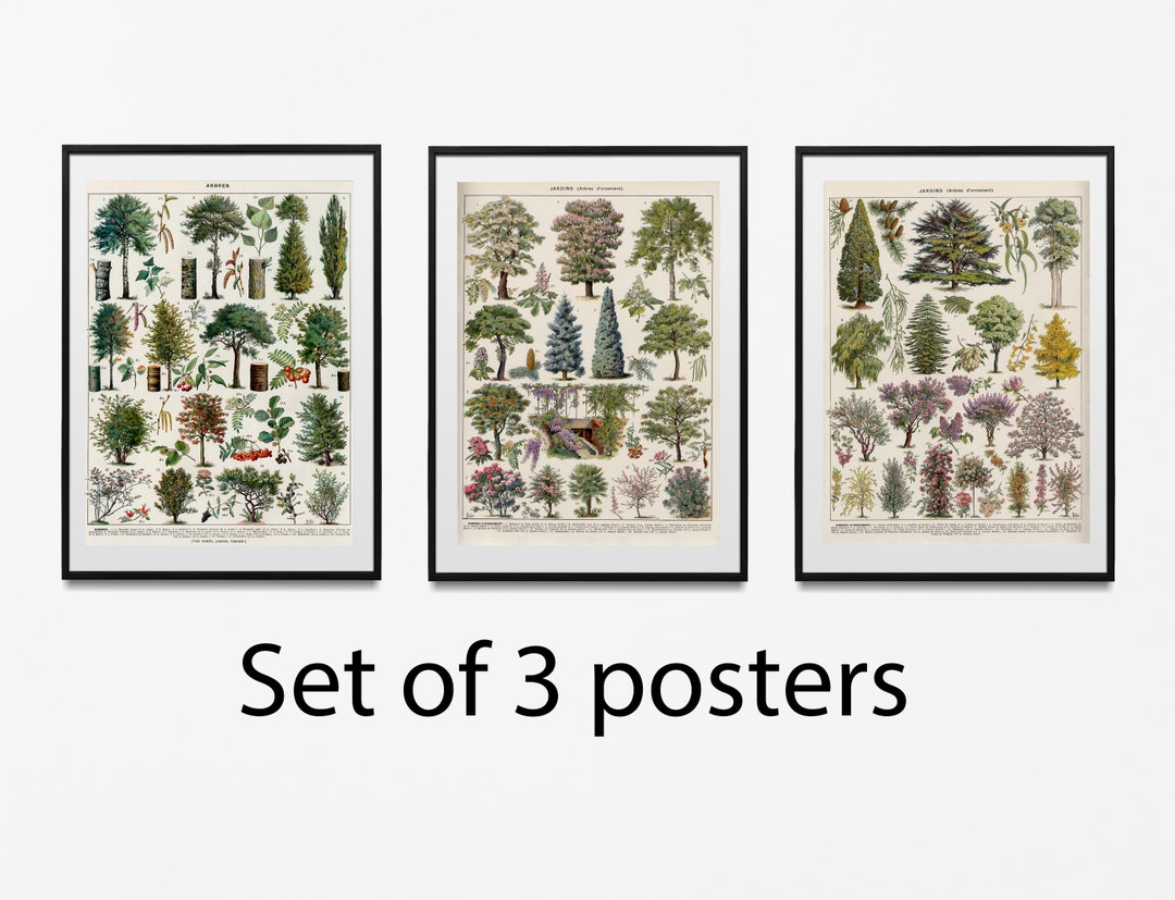 Forest Wall Art, Wall Tree Poster, Tree Set of 3 Prints, Tree Species ...