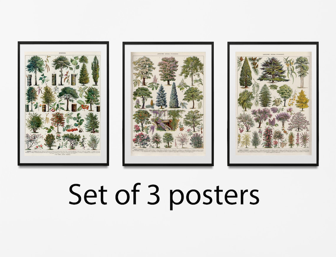 Forest Wall Art, Wall Tree Poster, Tree Set of 3 Prints, Tree Species ...