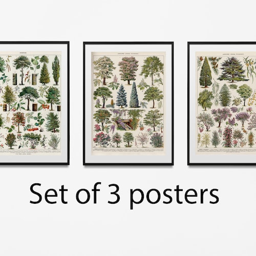 Printable Types of Trees Wall Art Conifer Art Print Tree - Etsy