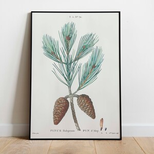 Tree Poster Set of 6 Tree Prints, Tree Print, Tree Identification ...