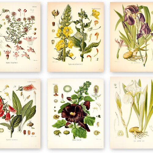 Set of 10 Vintage Botanical Prints Botanical Poster Flower | Etsy UK