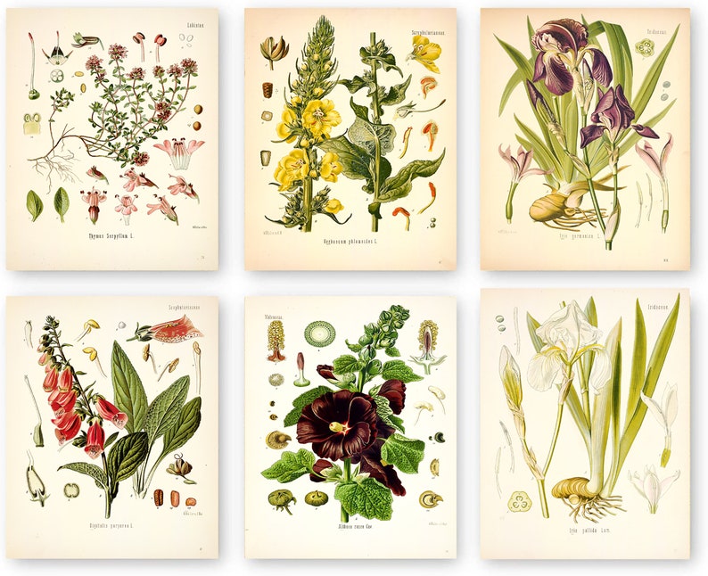 Vintage Botanical Prints, Wildflower Gallery Posters - Etsy