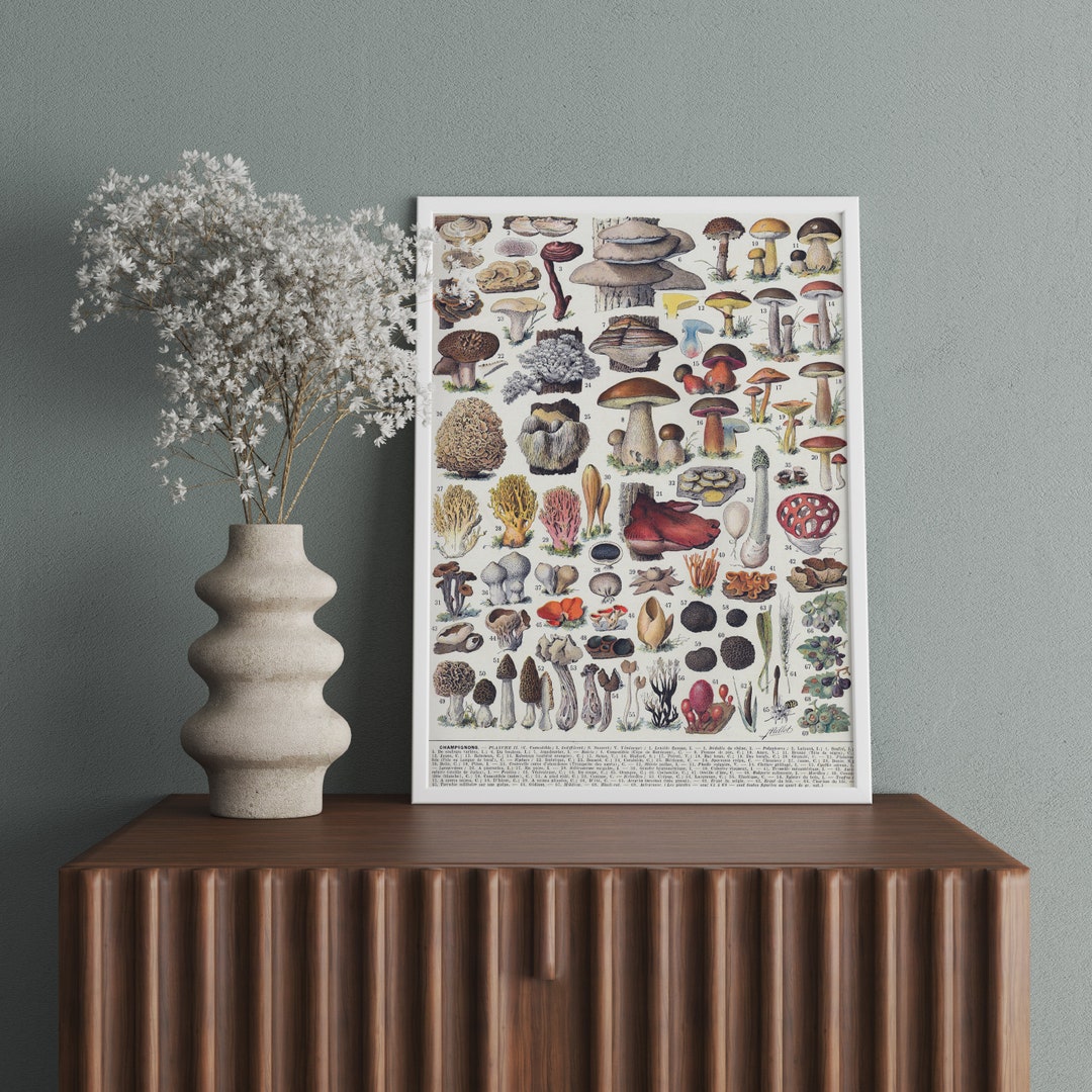 Adolphe Millot Mushroom Botanical Print, Vintage Kitchen Poster - Etsy