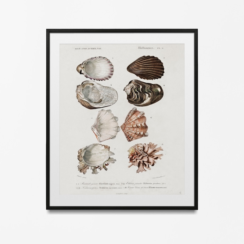 Seashell Print - Etsy
