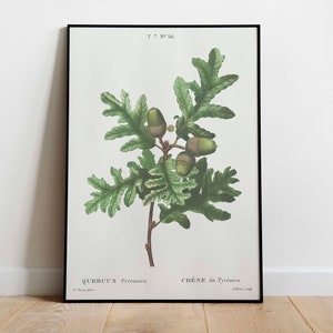 Tree Poster Set of 6 Tree Prints, Tree Print, Tree Identification ...