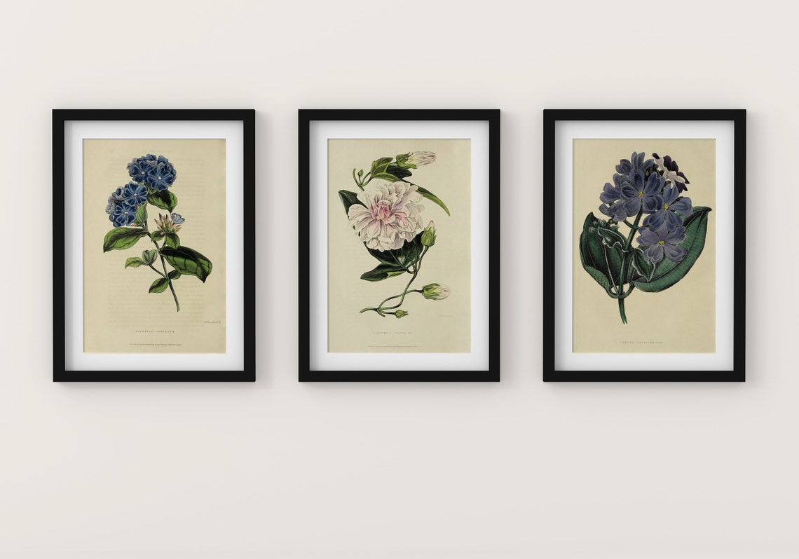 Botanical Poster Set of 6 Flowers Botanical Prints | Etsy