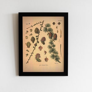 Botanical Poster Set of 6 Flowers, Botanical Prints Wildflower, Floral ...