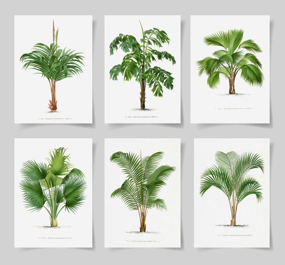 Botanical Poster Set of 6 Palm Trees Botanical Prints | Etsy