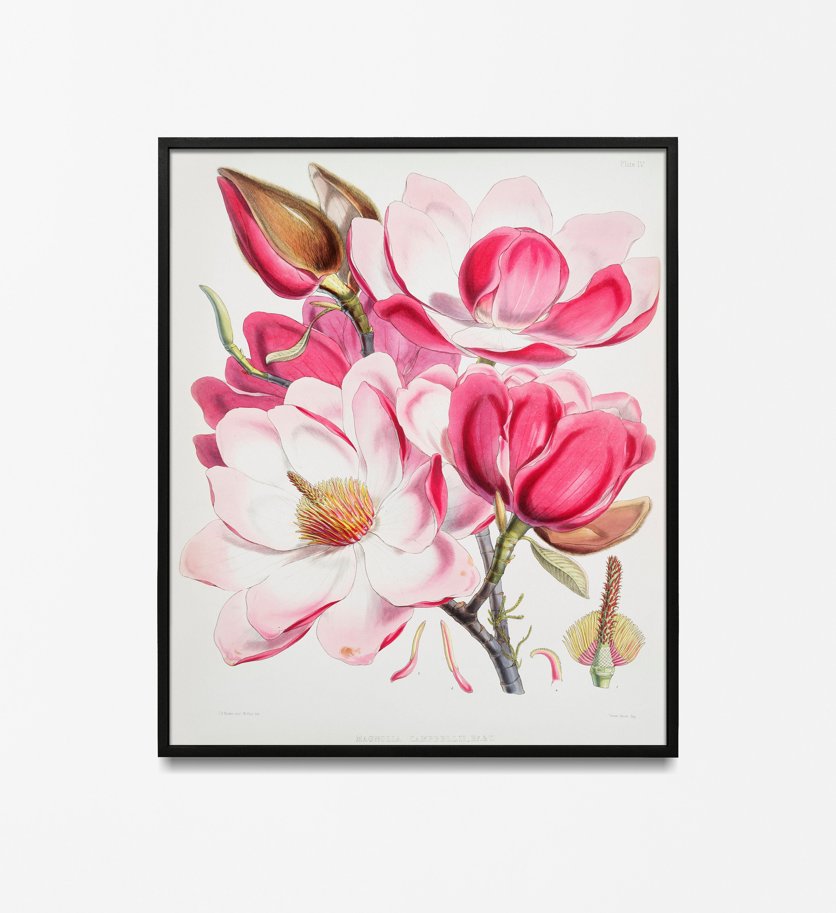 Vintage Botanical Pink Magnolia Poster Antique Botanical - Etsy Australia