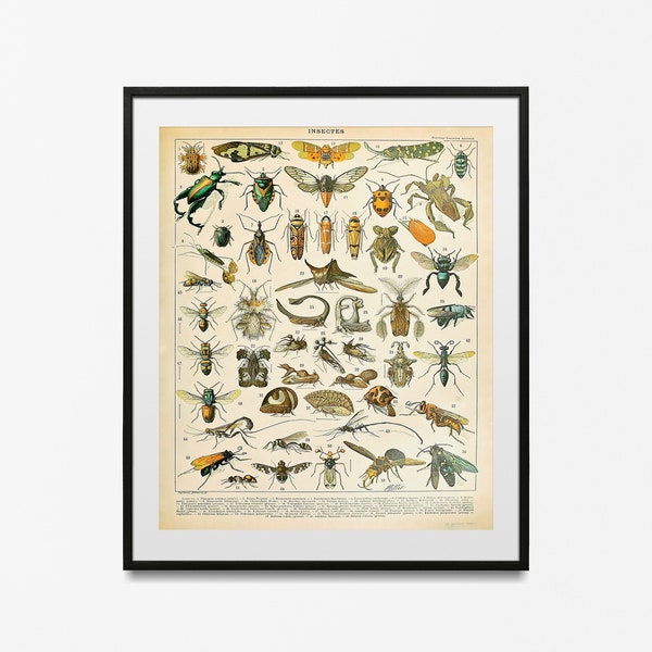 Insect Chart - Etsy