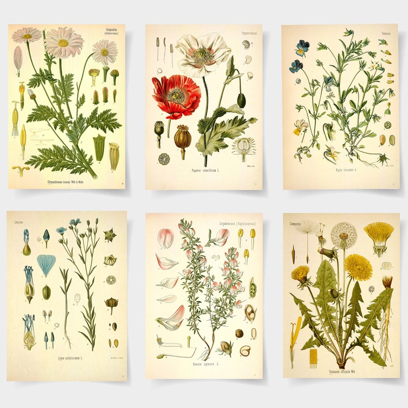 Botanical Poster - Etsy