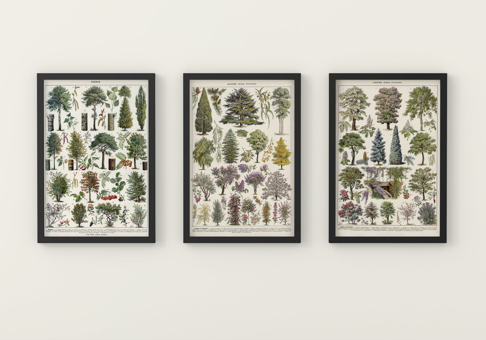 Forest Wall Art, Wall Tree Poster, Tree Set of 3 Prints, Tree Species ...