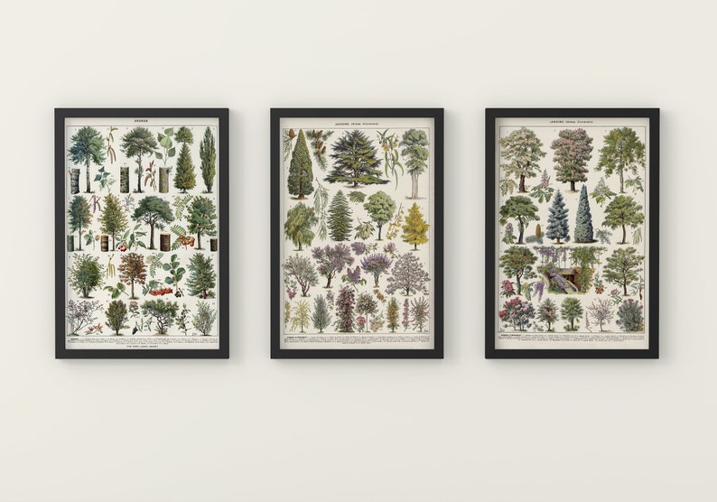 Forest Wall Art, Wall Tree Poster, Tree Set of 3 Prints, Tree Species ...