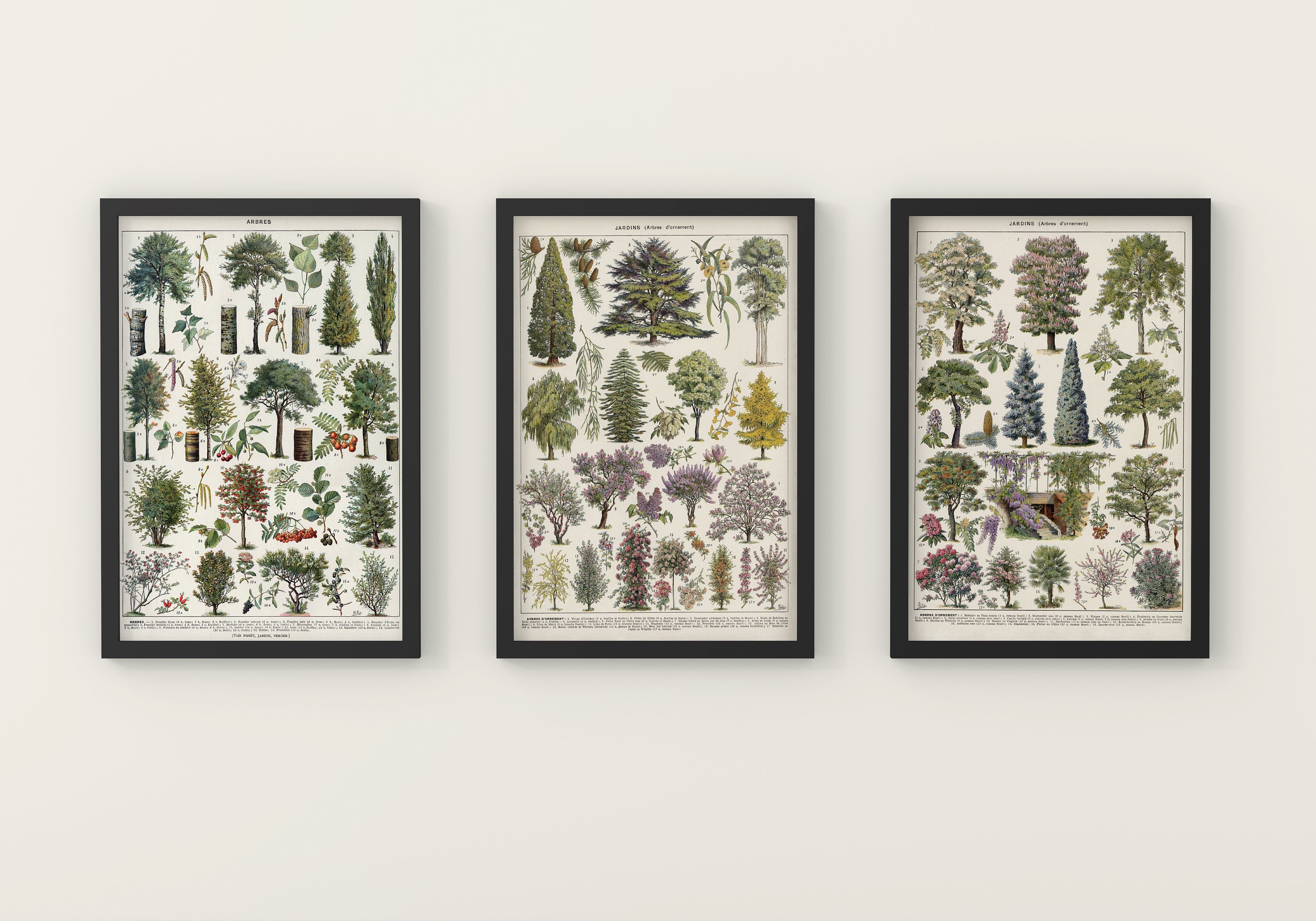 Forest Wall Art, Wall Tree Poster, Tree Set of 3 Prints, Tree Species Wall Art, Trees Print ...