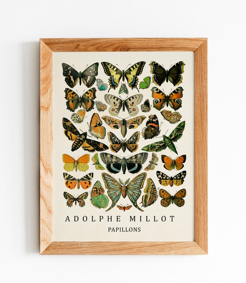 Vintage Butterfly Poster by Adolphe Millot Papillon - Etsy