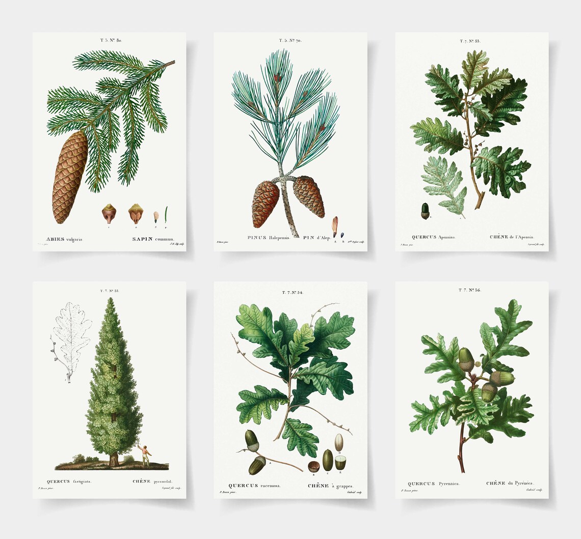 Tree Poster Set of 6 Tree Prints Tree Print Tree - Etsy